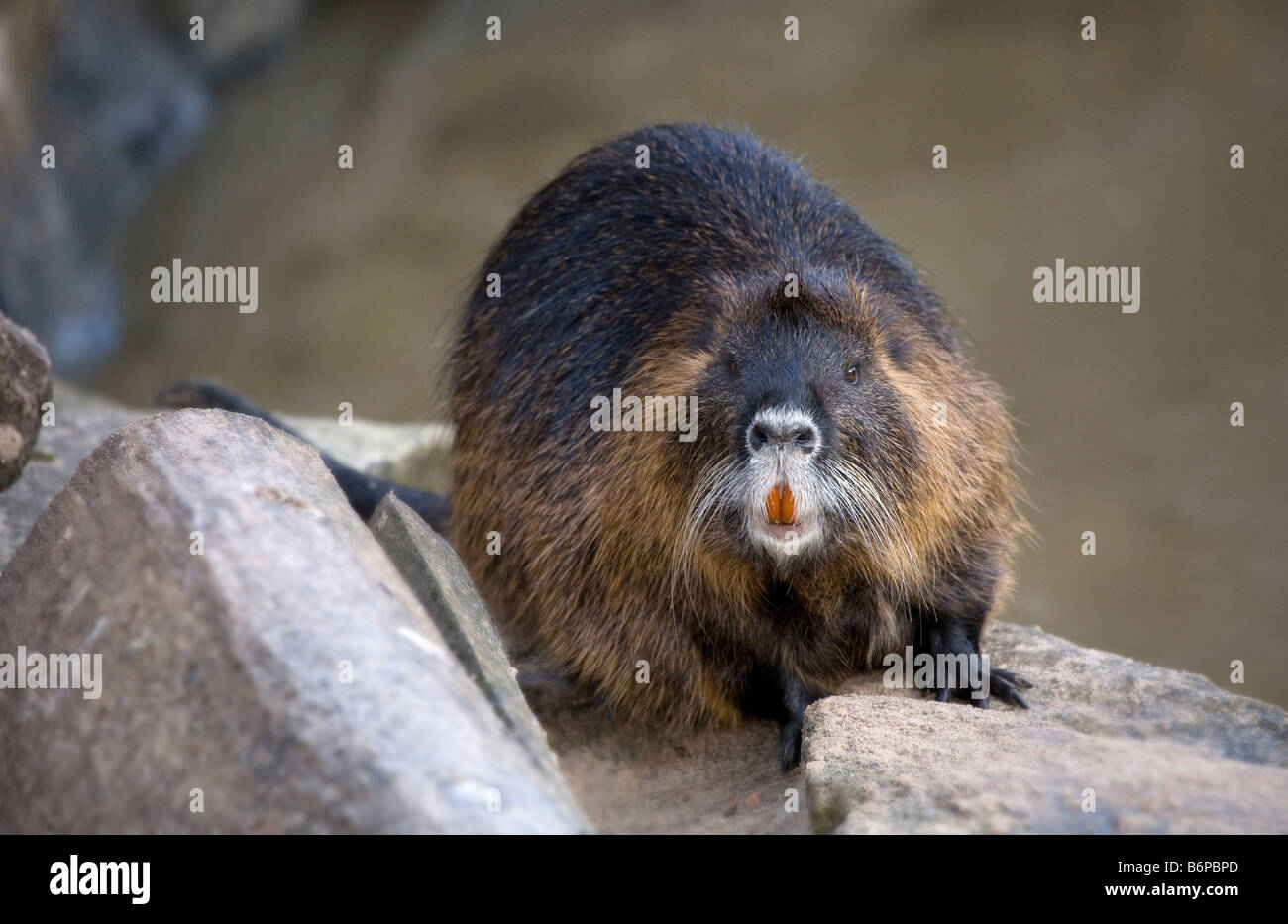 Nutria Coypu - Myocastor coypus Stock Photo - Alamy