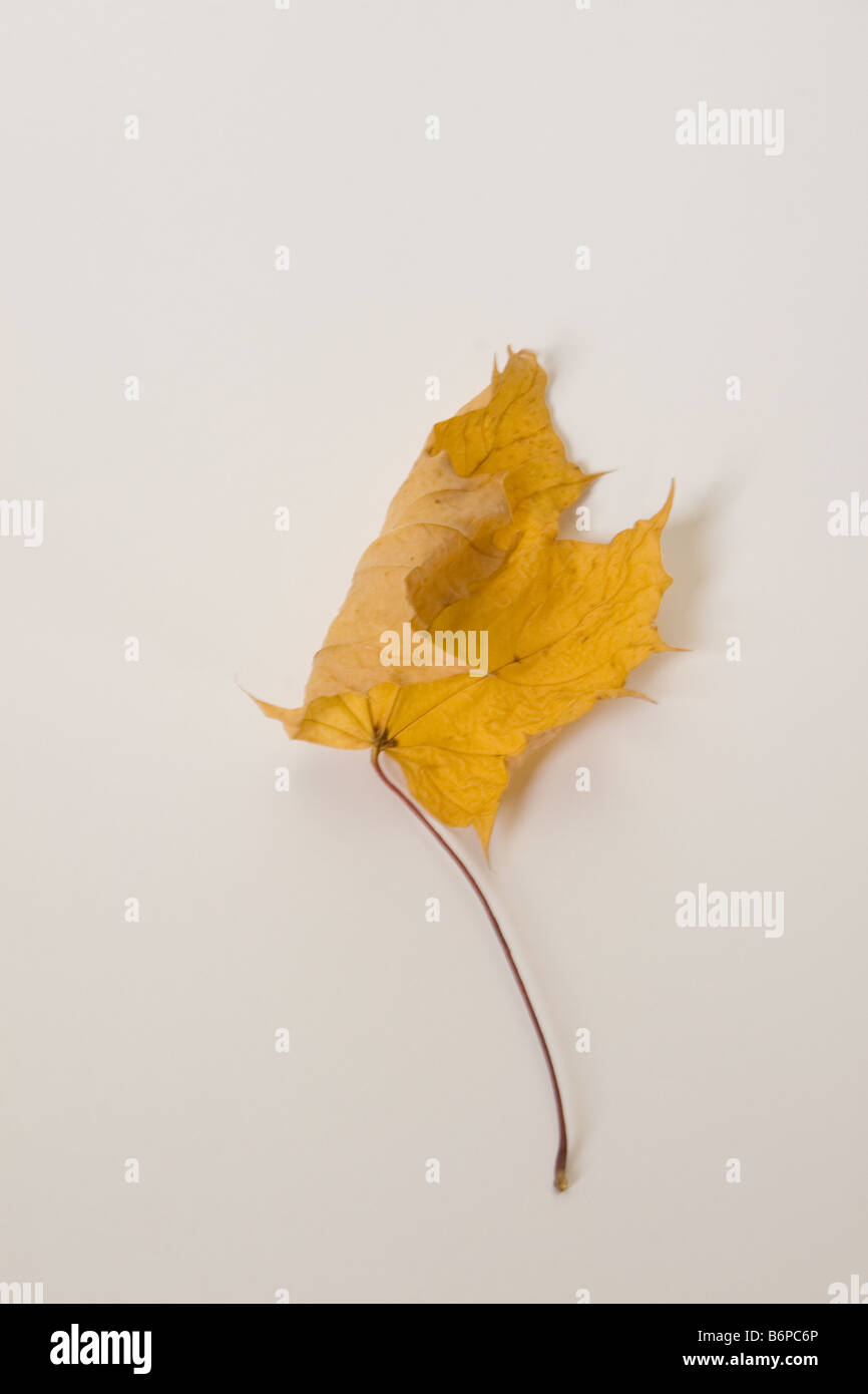 a single autumn Maple leaf on a light background Stock Photo - Alamy