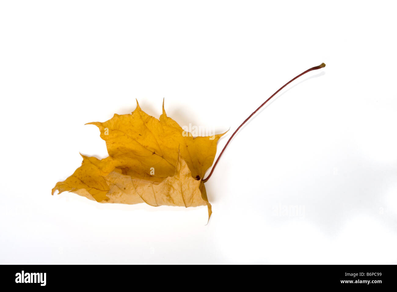 a single autumn Maple leaf on a white background Stock Photo - Alamy