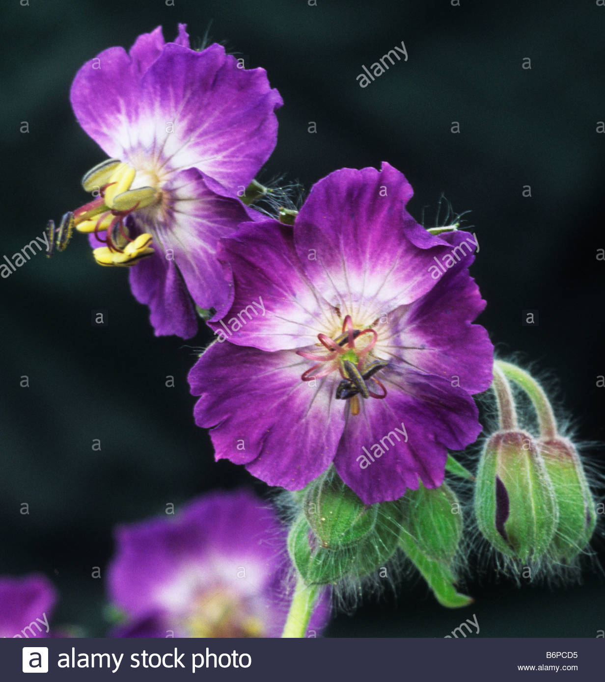 Geranium Phaeum Stock Photos & Geranium Phaeum Stock Images - Alamy