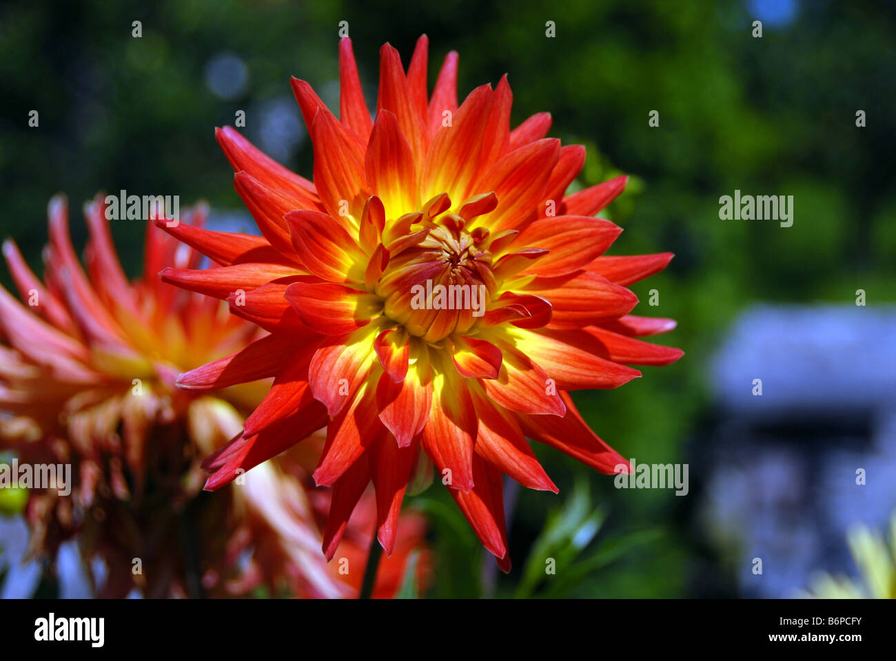 lovely and beautiful flowers in my garden Stock Photo - Alamy