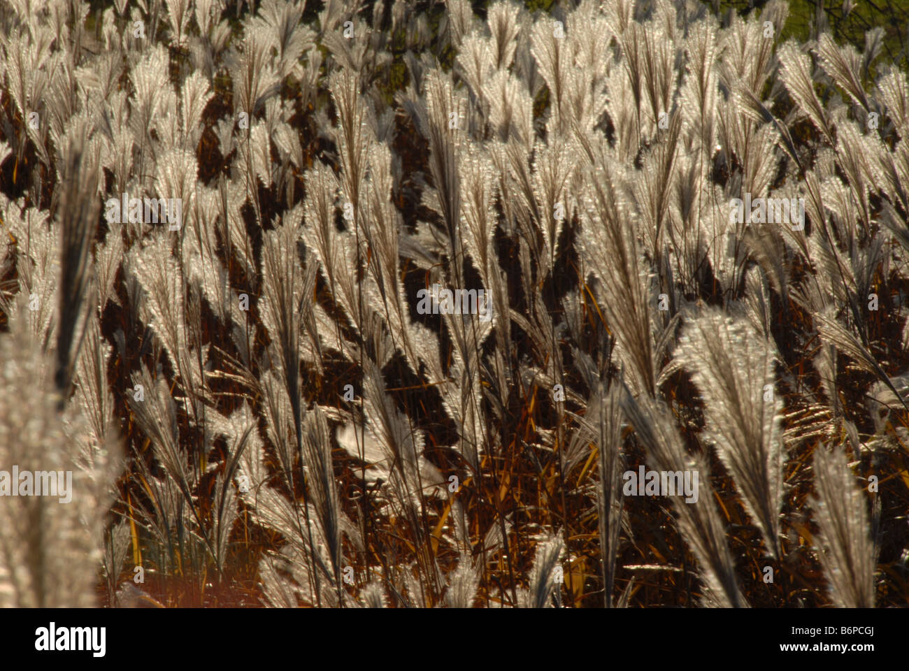 Autumn grass in a field Burning silver colors Stock Photo - Alamy