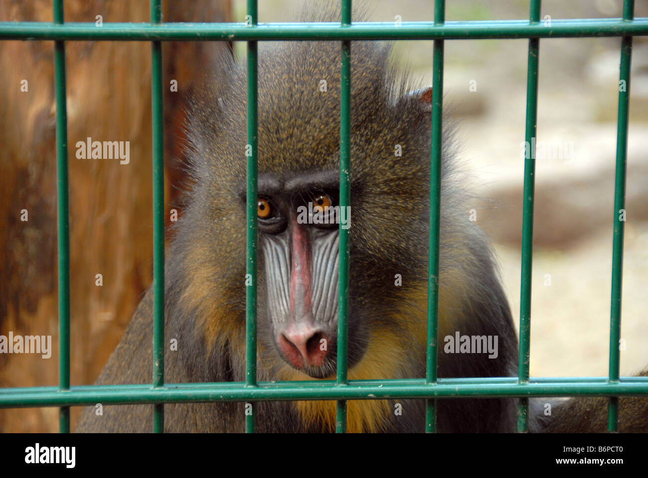 A caged monkey looking out through the cage at zoo Stock Photo - Alamy