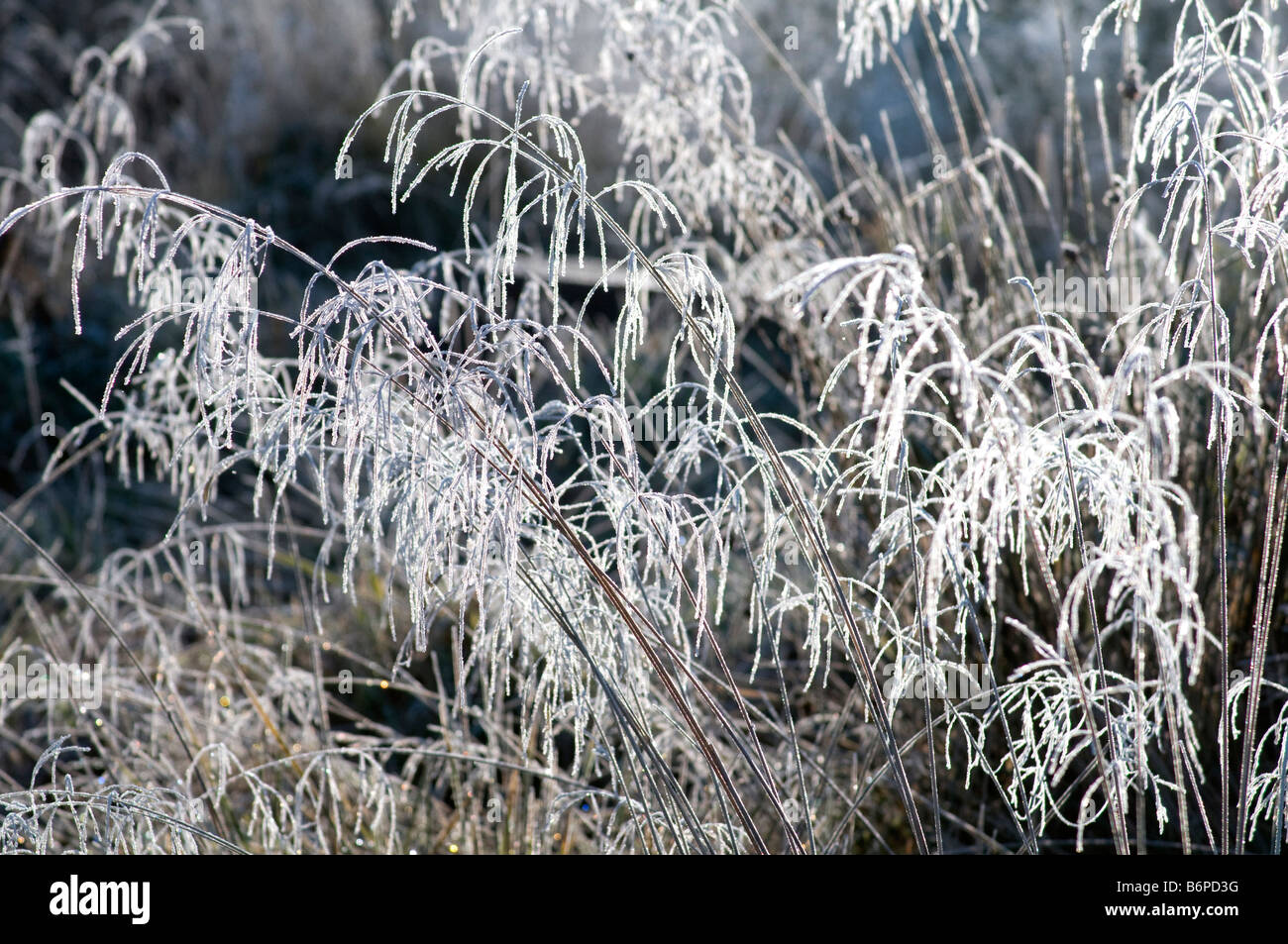 Grasses white frost hi-res stock photography and images - Alamy