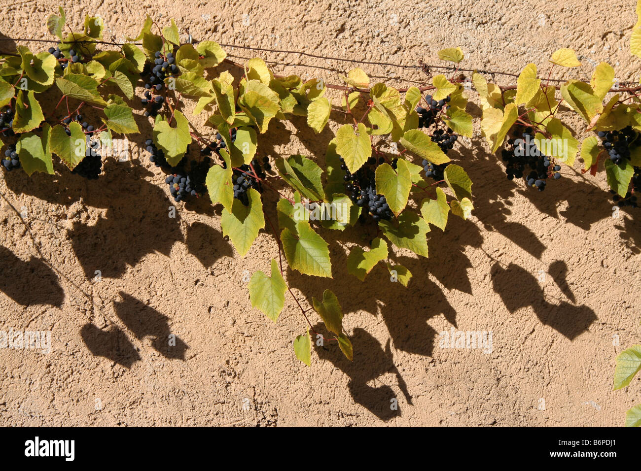 Grape vine wall hi-res stock photography and images - Alamy