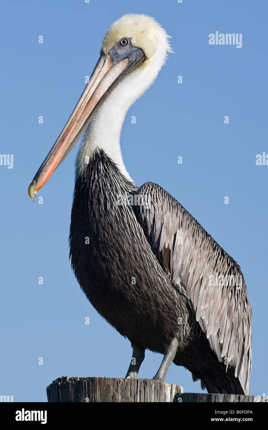 Pelican in everglades hi-res stock photography and images - Alamy