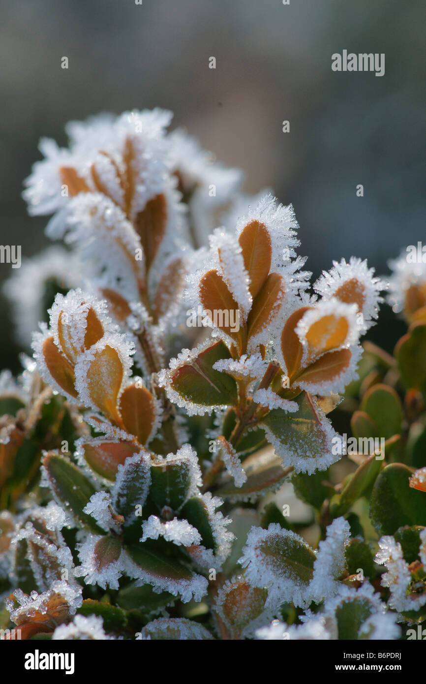 Front on Korean box tree Stock Photo - Alamy