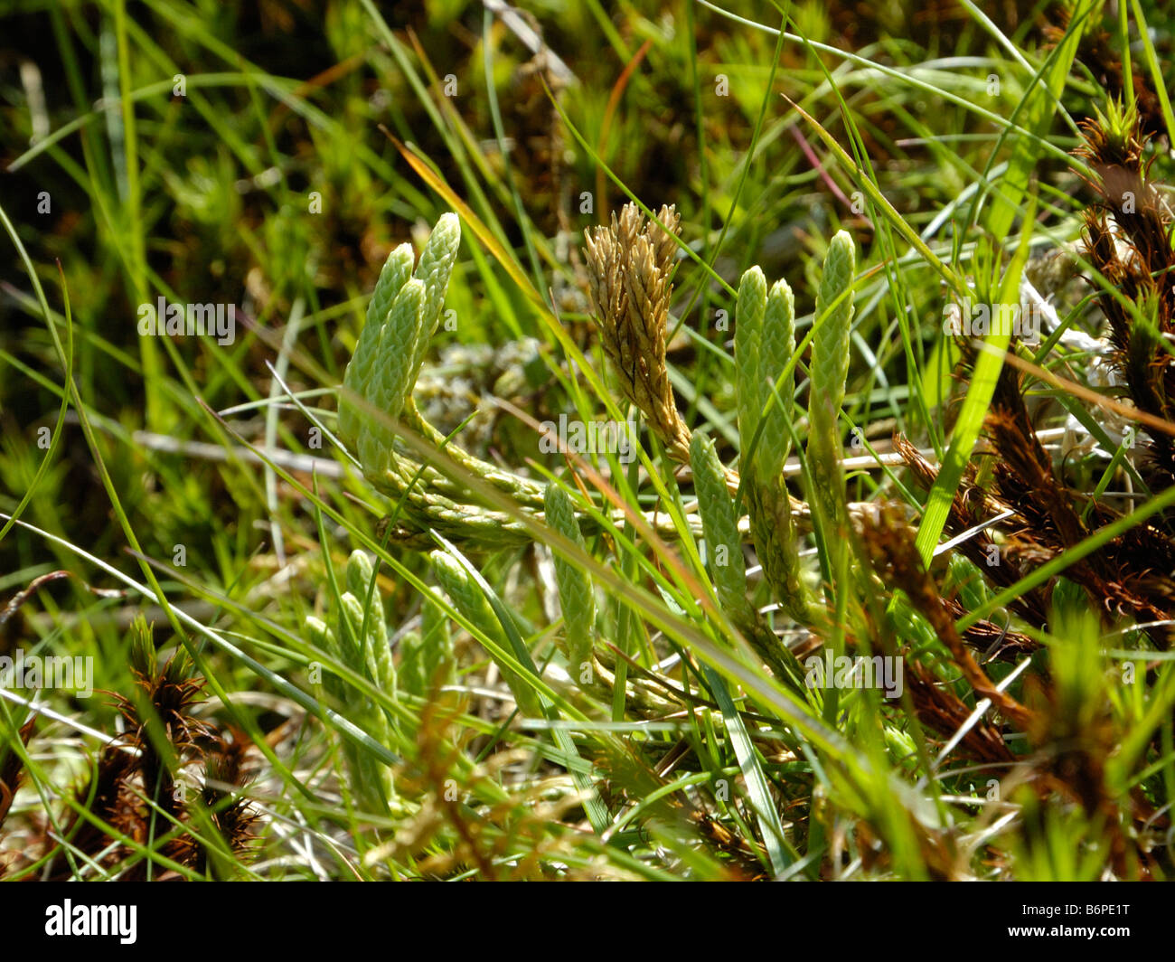 Alpine Moss Stock Photos & Alpine Moss Stock Images - Alamy