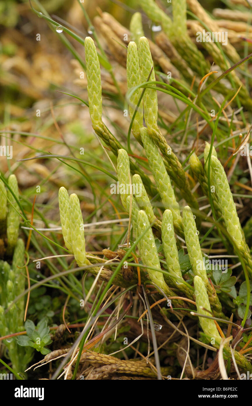 Alpine Clubmoss, diphasiastrum alpinum Stock Photo - Alamy