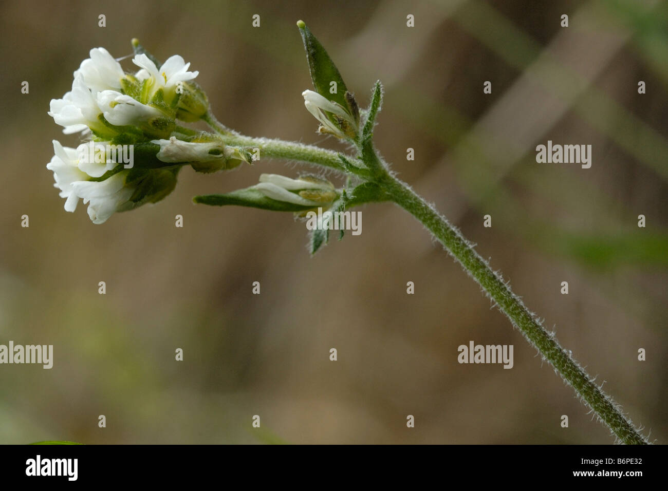 Hoary Whitlowgrass, draba incana Stock Photo - Alamy