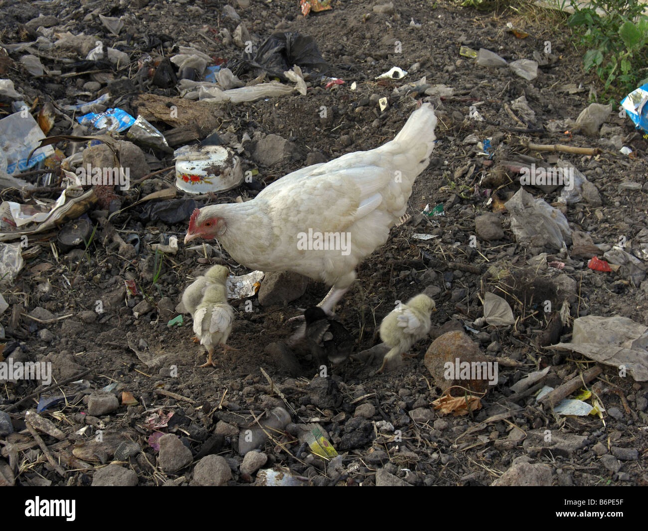 Chicken farm africa hi-res stock photography and images - Alamy