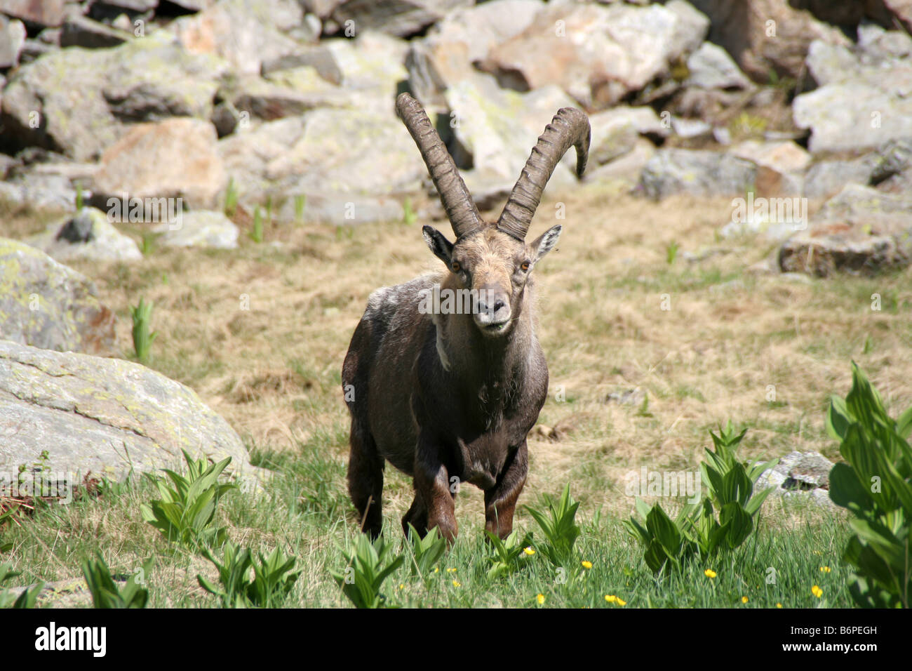 Gordolasque hi-res stock photography and images - Alamy
