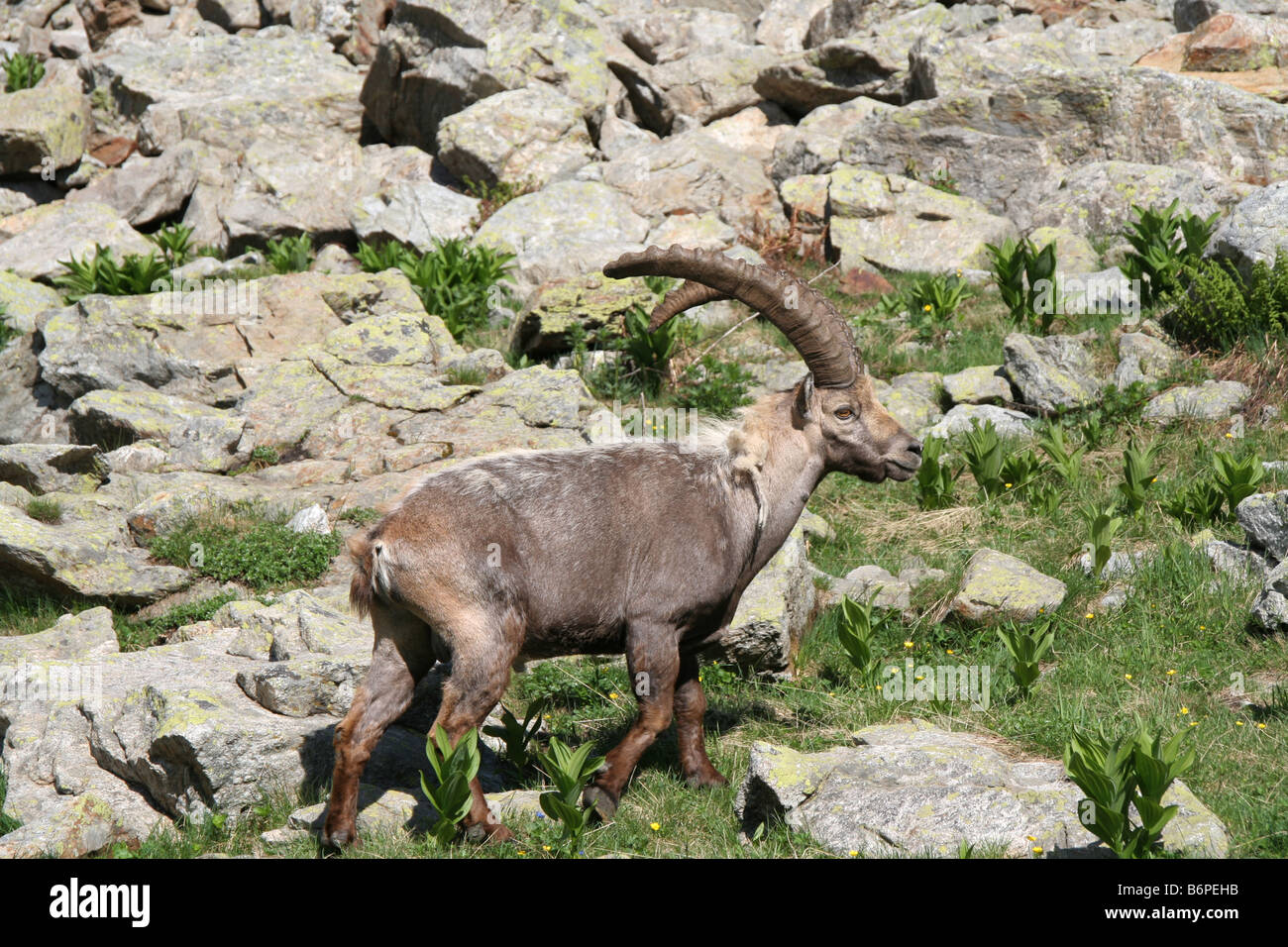 Old male ibex in upper Val Gordolasque Alpes Maritimes France Stock ...