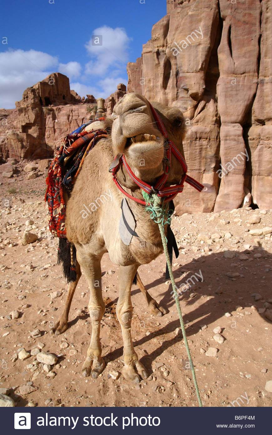 Petra And Jordan And Camel Stock Photos & Petra And Jordan And Camel ...