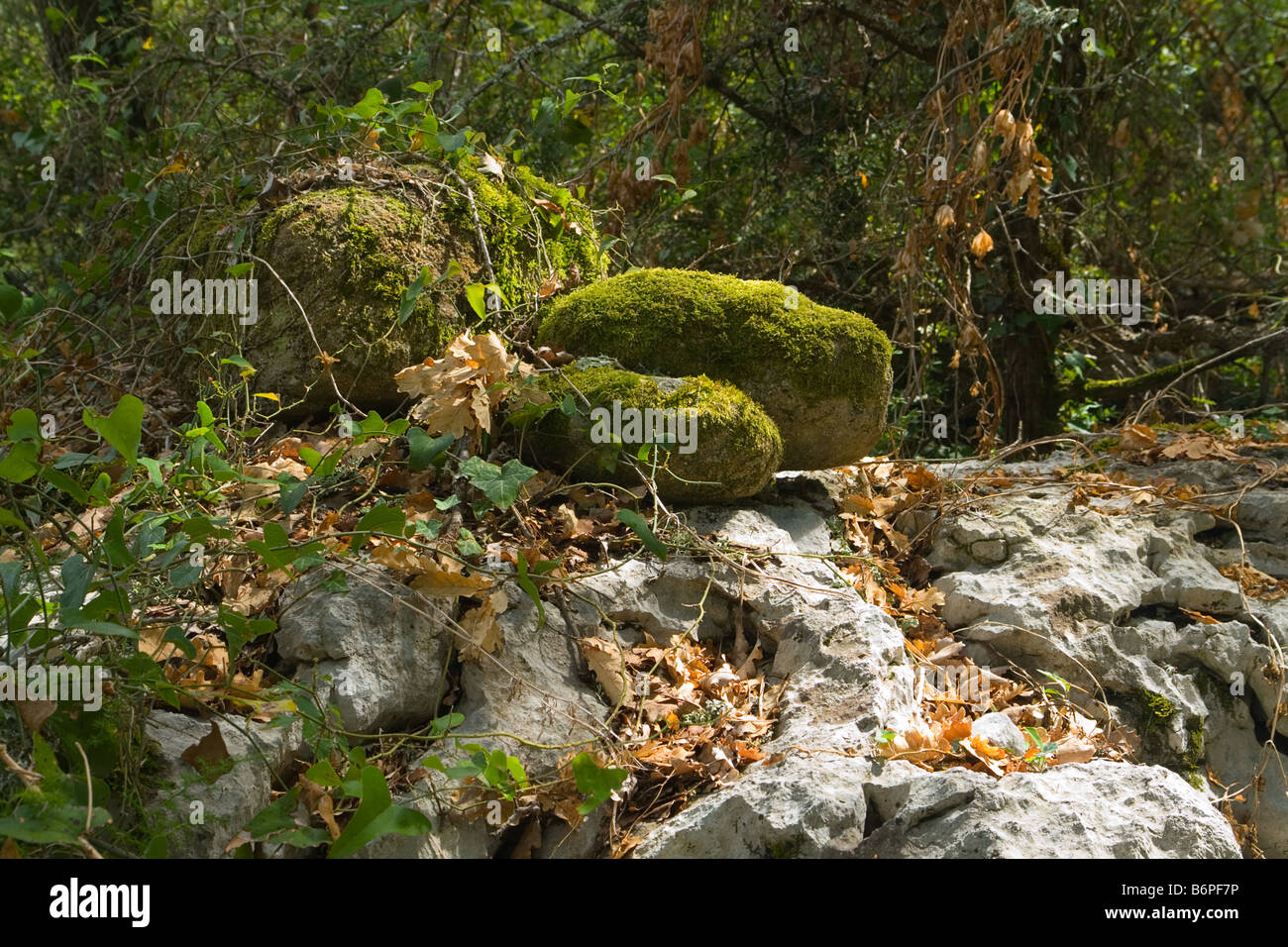 In the forest Stock Photo - Alamy