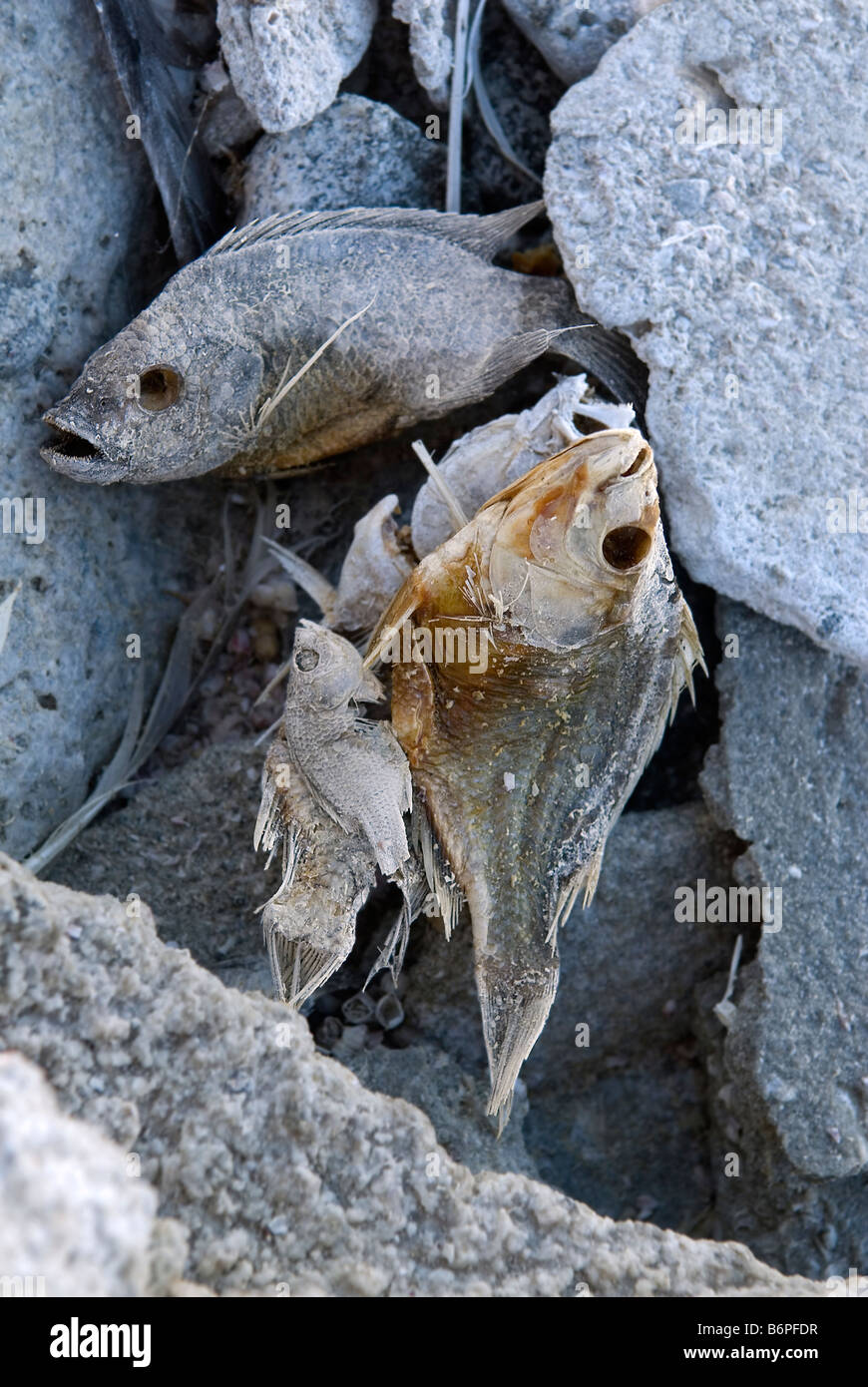 Dead fish pollution california hi-res stock photography and images - Alamy