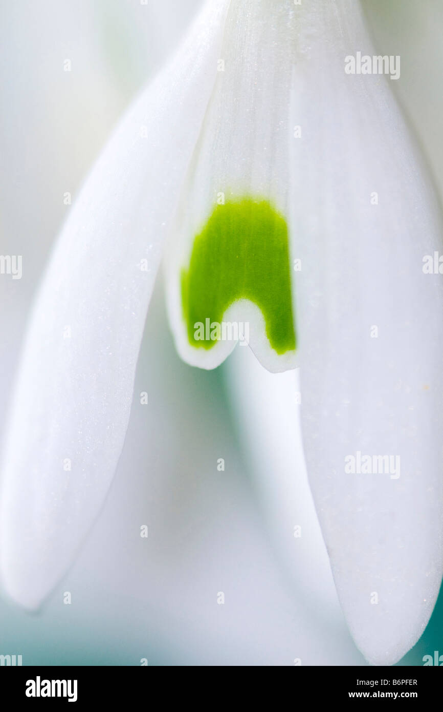 Snowdrop close up Stock Photo - Alamy