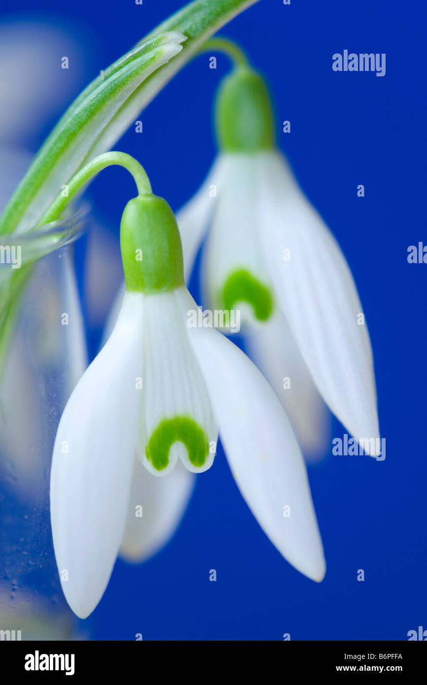 Two snowdrops close up against blue background Stock Photo - Alamy