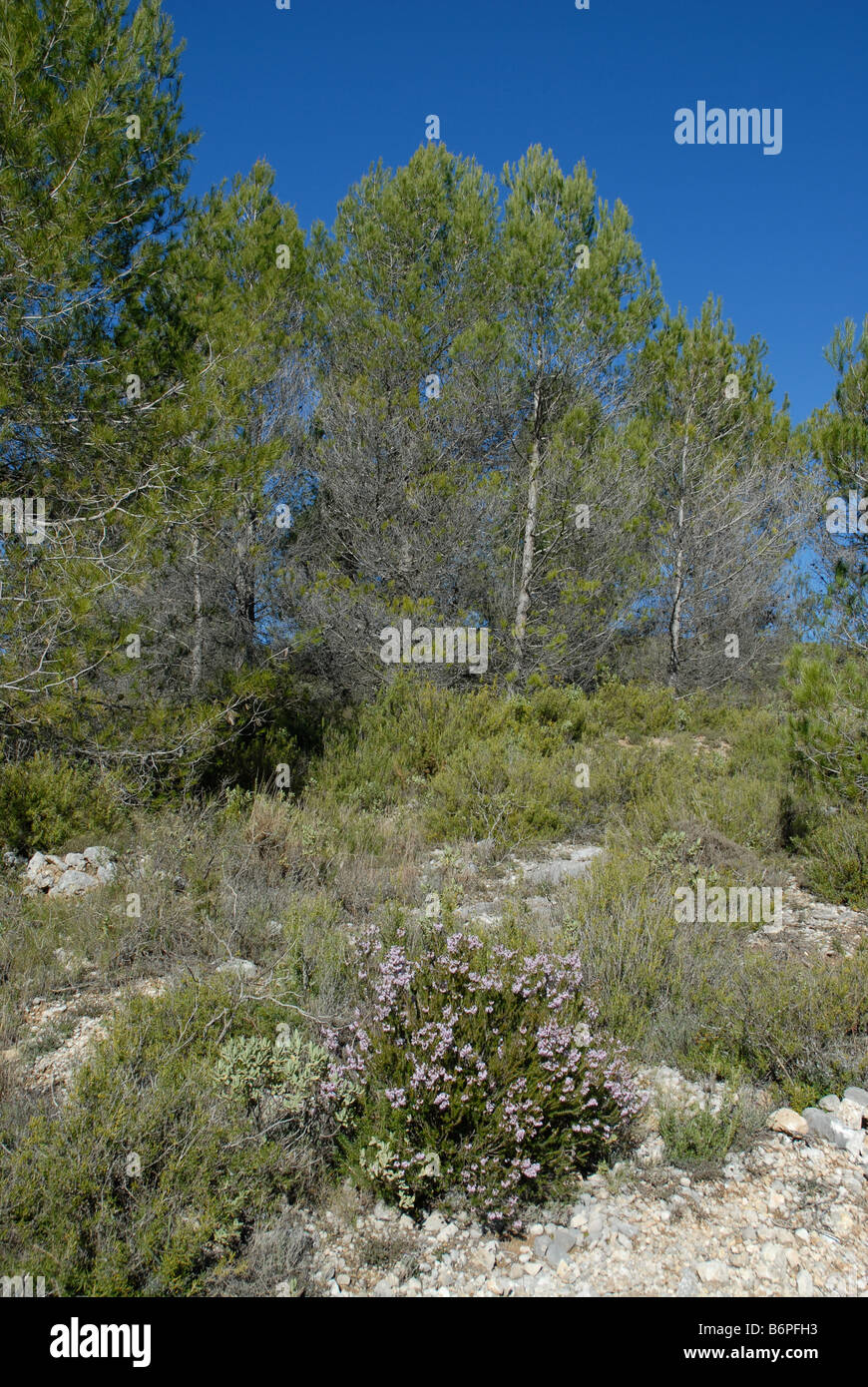 Spanish pine tree hi-res stock photography and images - Alamy