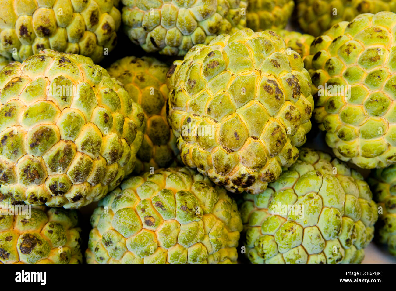 Custard apple on sale in Brazil Stock Photo - Alamy
