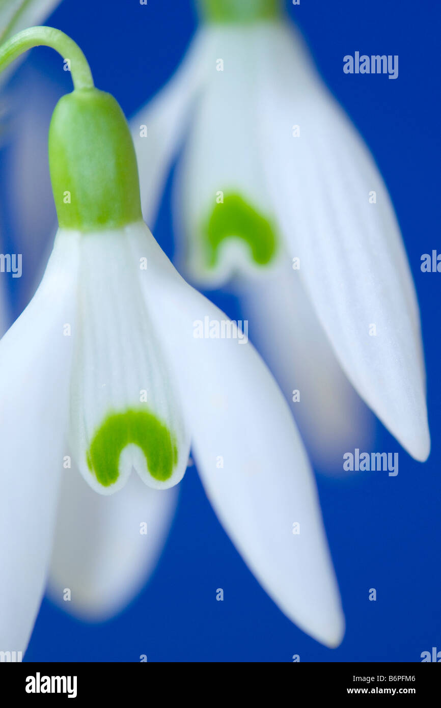 Two snowdrops close up against blue background Stock Photo - Alamy