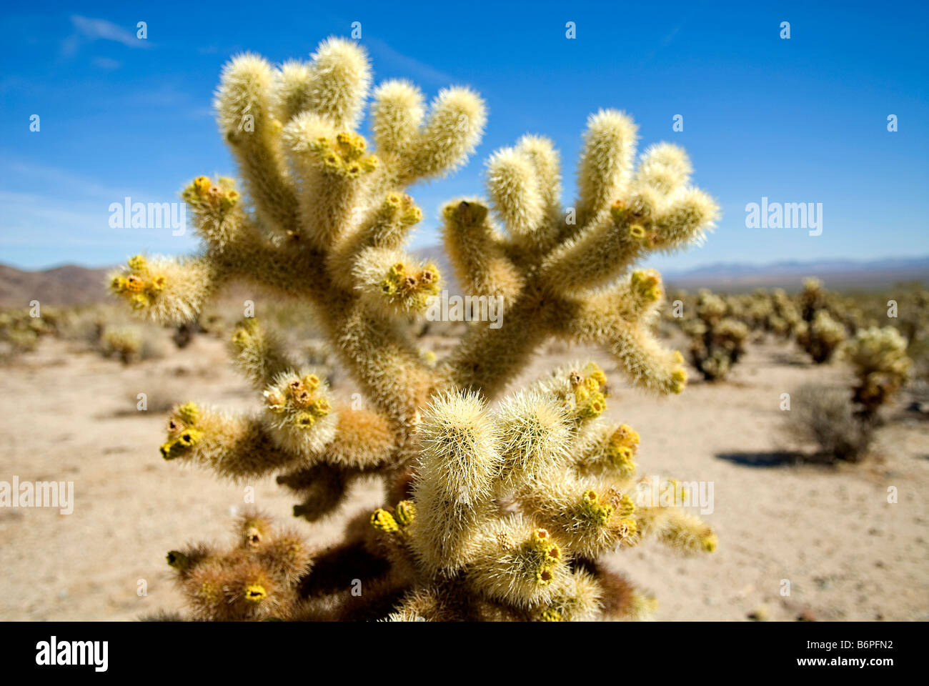Cholla Cactus Joshua Tree National Park, California, USA Stock Photo ...