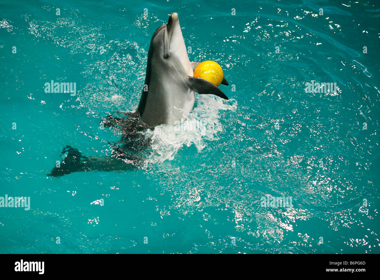 Dolphins in dolphinarium Moscow Russia Stock Photo - Alamy