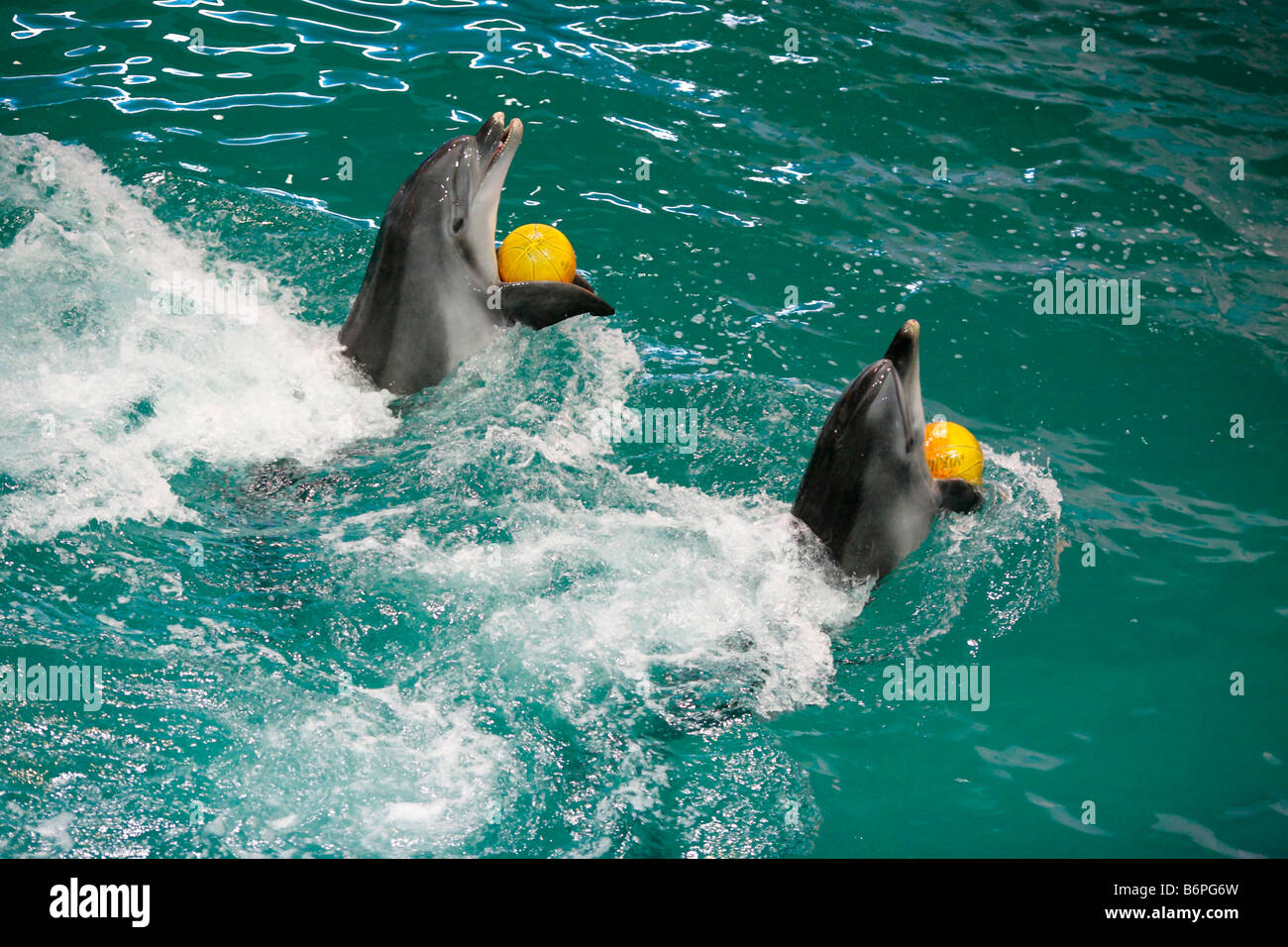 Ball dolphinarium hi-res stock photography and images - Alamy