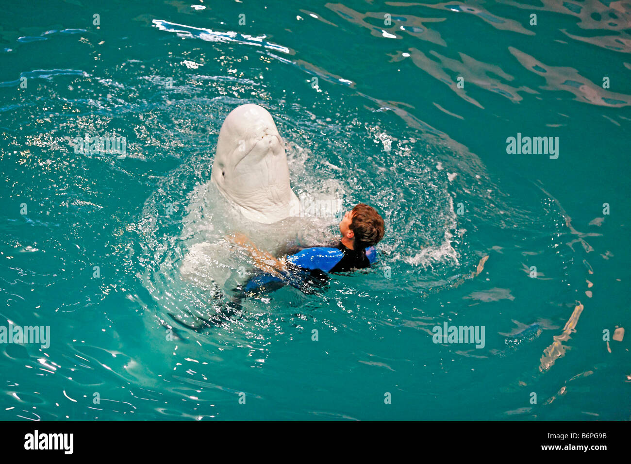Beluga, White Whale (Delphinapterus leucas) in dolphinarium, Moscow ...