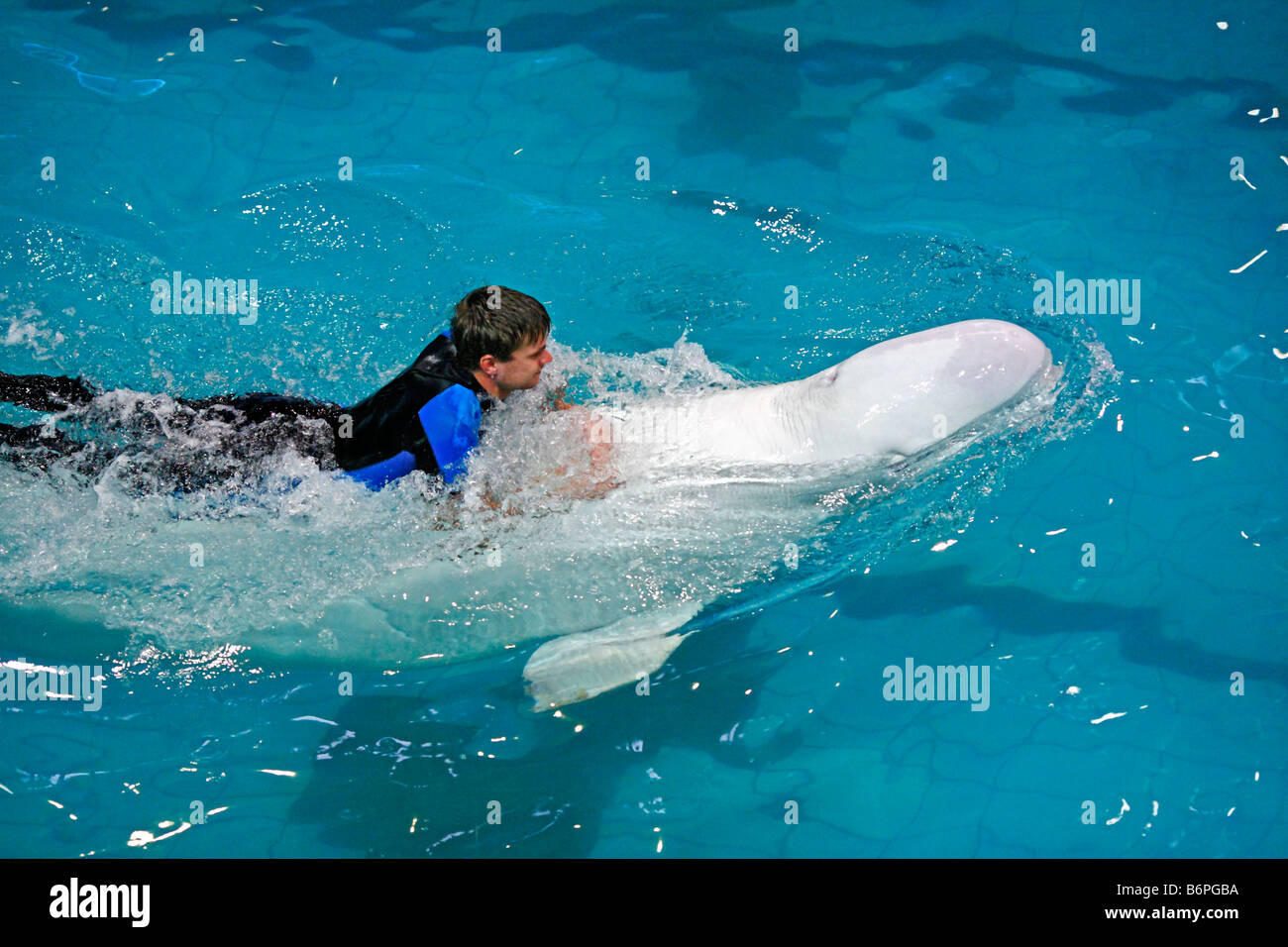 Man riding dolphin hi-res stock photography and images - Alamy