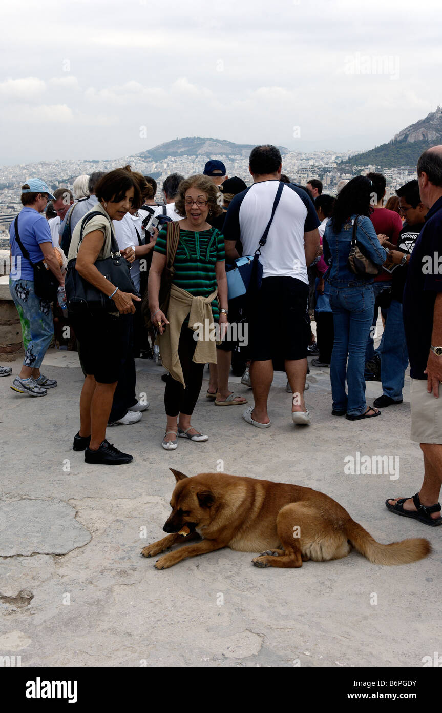 The free roaming dogs of Athens are not bothered by tourists at the ...