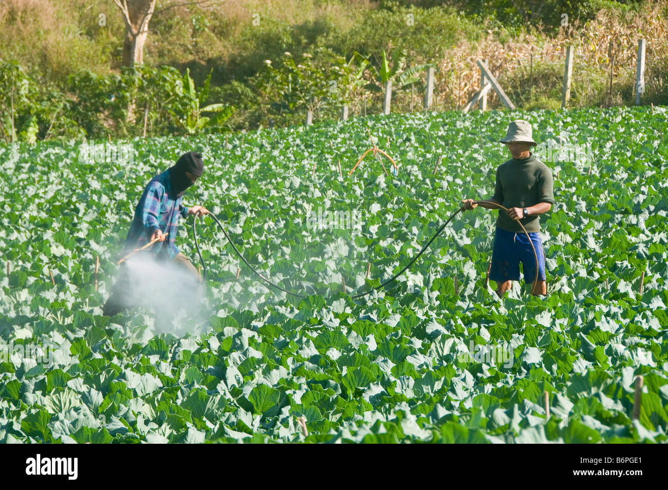workers spraying chemicals on cabbage patch in northern Thailand Stock ...