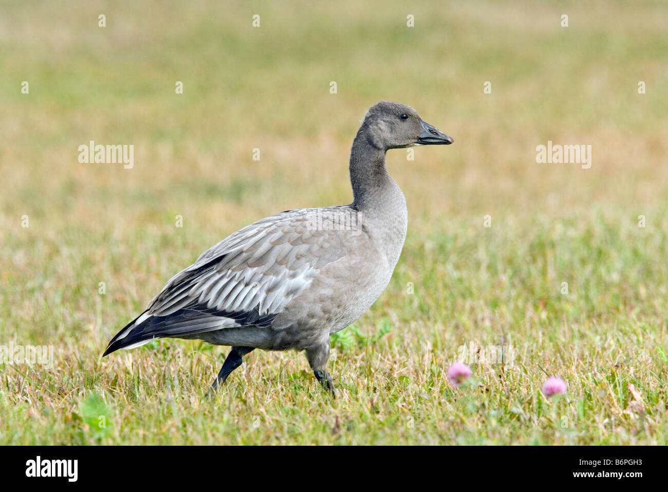 Blue morph snow goose hi-res stock photography and images - Alamy