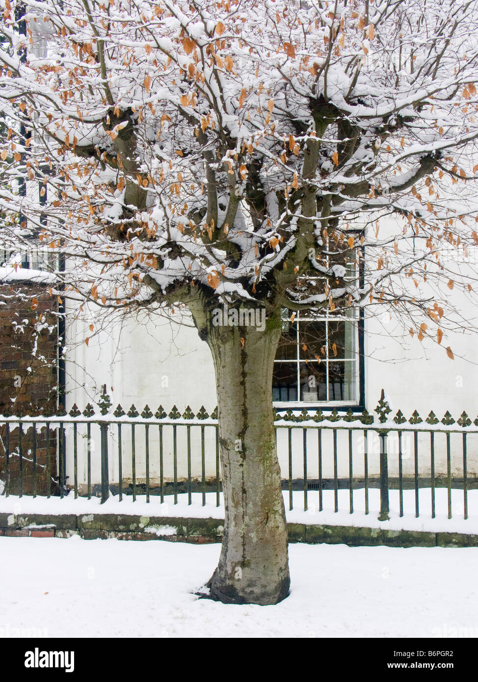 Pollarded tree hi-res stock photography and images - Alamy