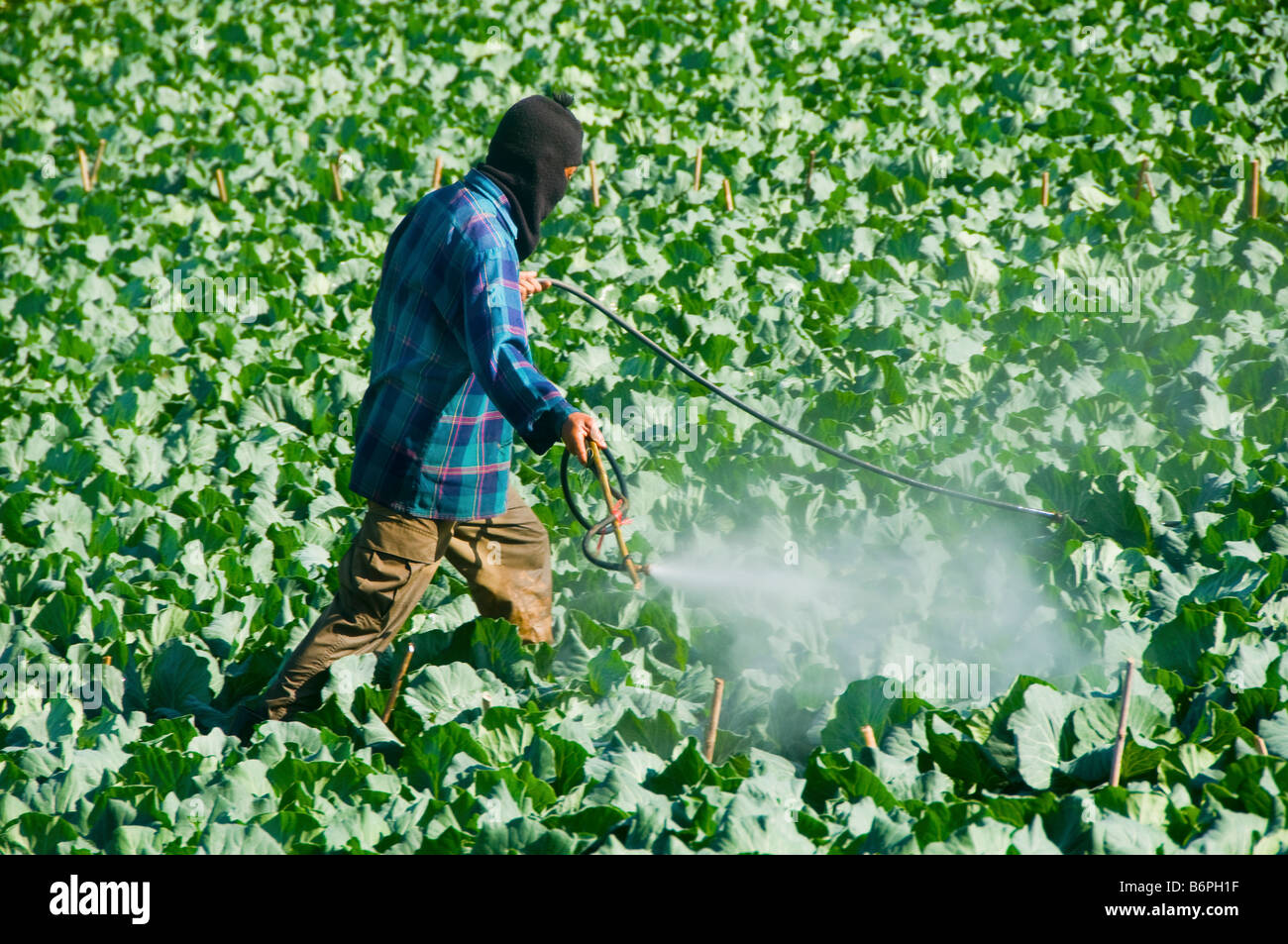 worker spraying chemicals on cabbage patch in northern Thailand Stock ...