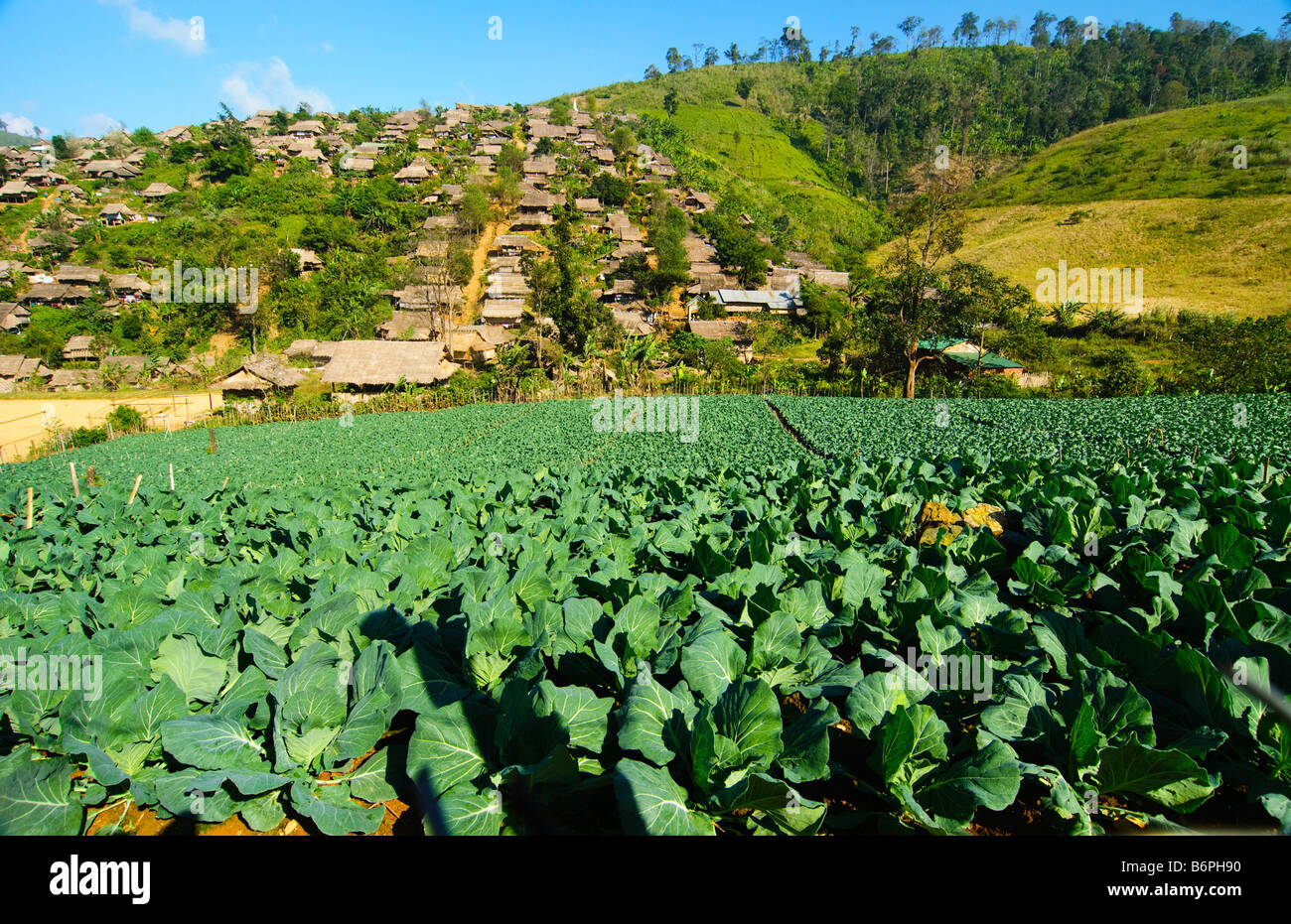 Cabbage patch field hi-res stock photography and images - Alamy