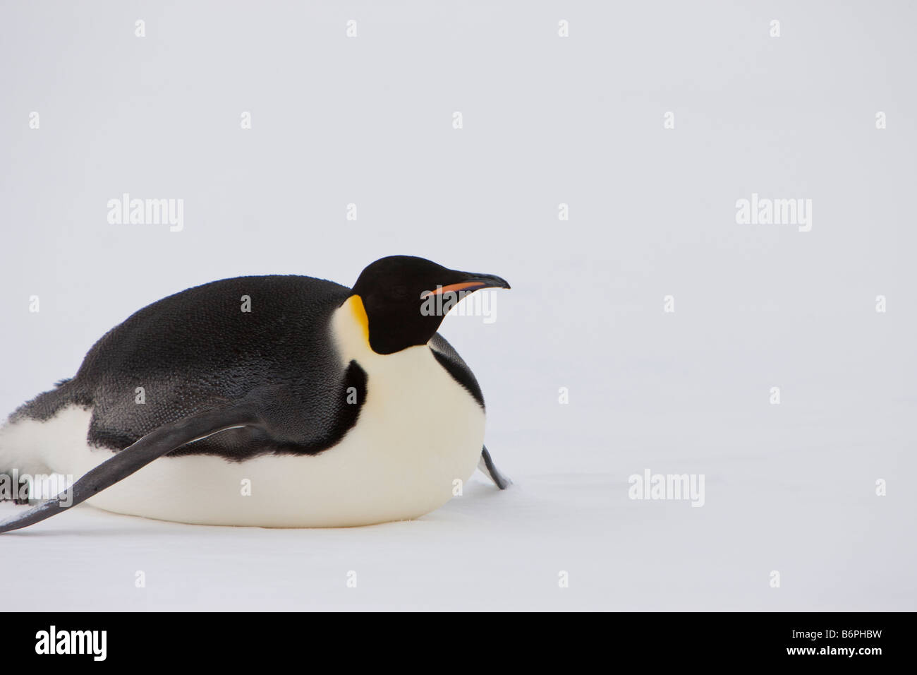 Close up tobogganing Emperor Penguin on the ice at Snow Hill Island in ...