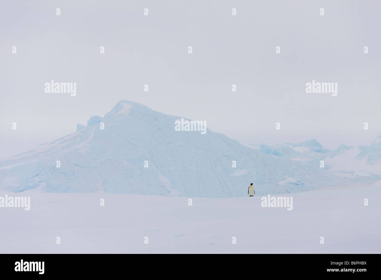 A lone Emperor Penguin in blizzard standing on the fast ice in the ...