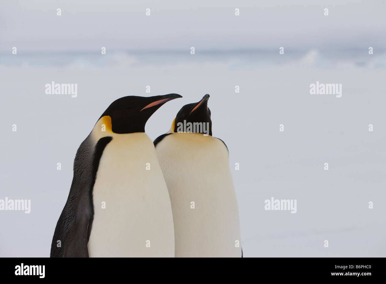 Polar regions south pole southern ocean weddell sea penguins hi-res ...