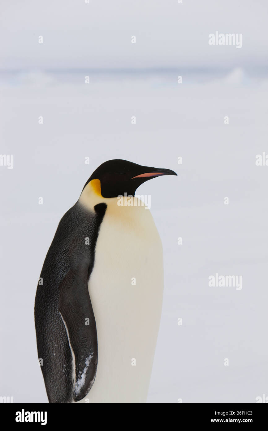 Portrait of 1 Emperor Penguin standing profile on the Antarctic fast ...