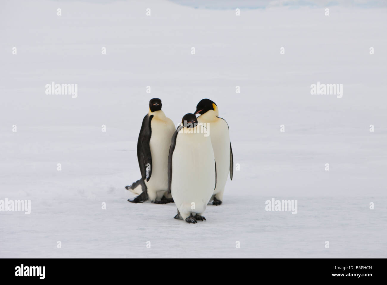 Group of 3 Emperor Penguins standing together facing forward on the ...