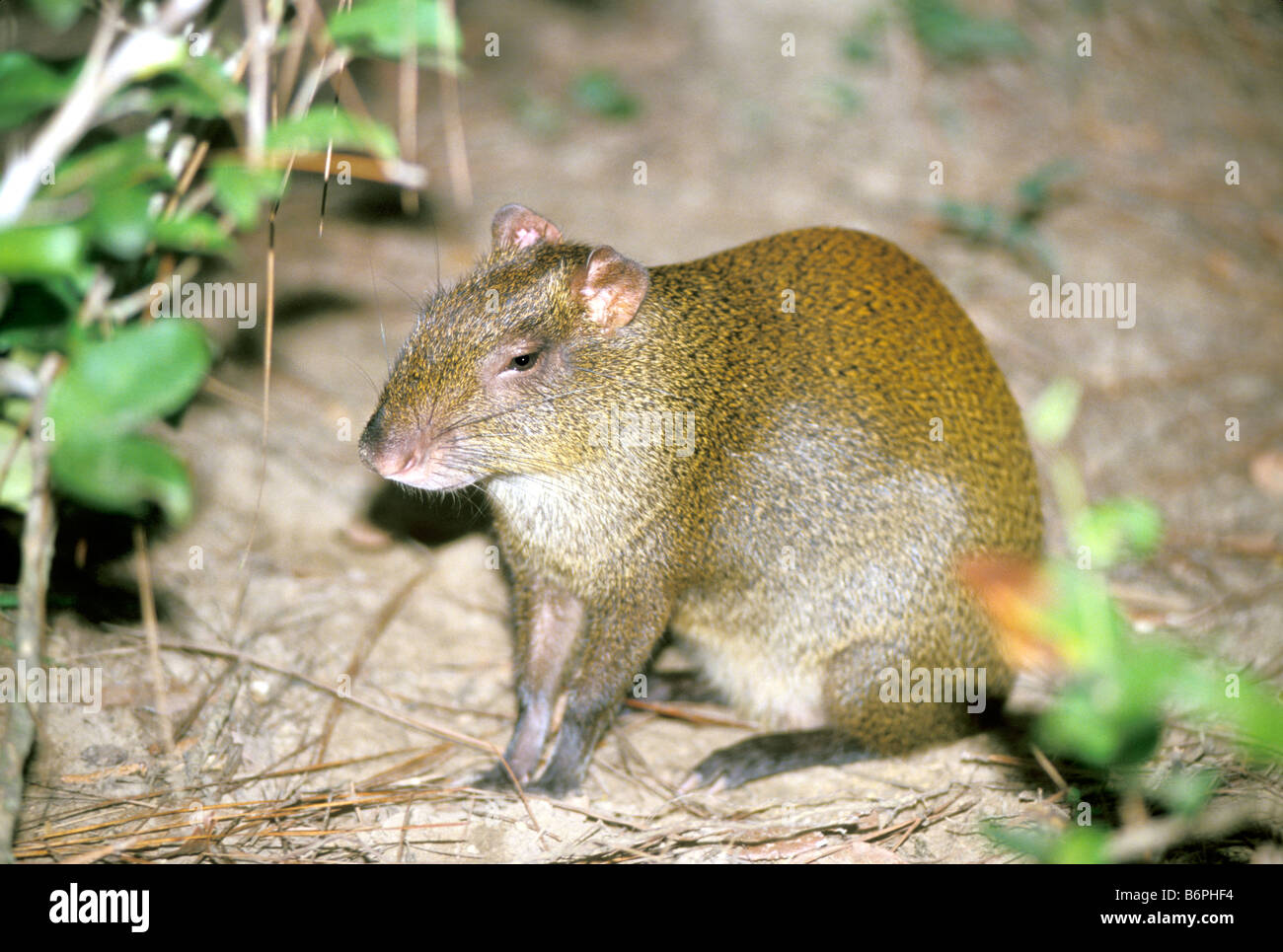 Central American Agouti Dasyprocta punctata Chan Chich Lodge Belize ...