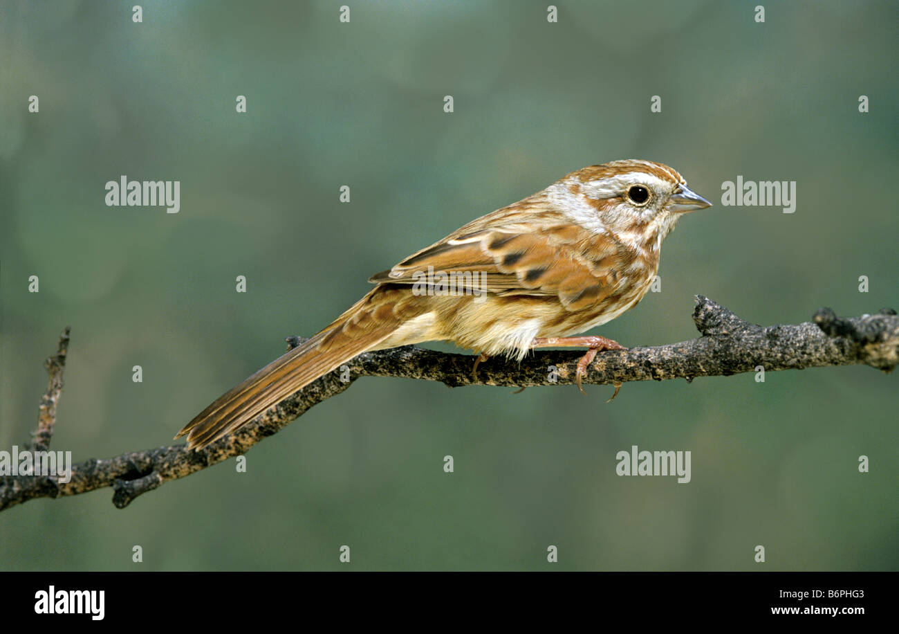 Song Sparrow Melospiza melodia Stock Photo - Alamy