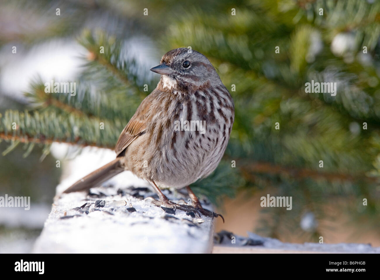 Song Sparrow Melospiza melodia kenaiensis Homer Kenai Peninsula Alaska ...
