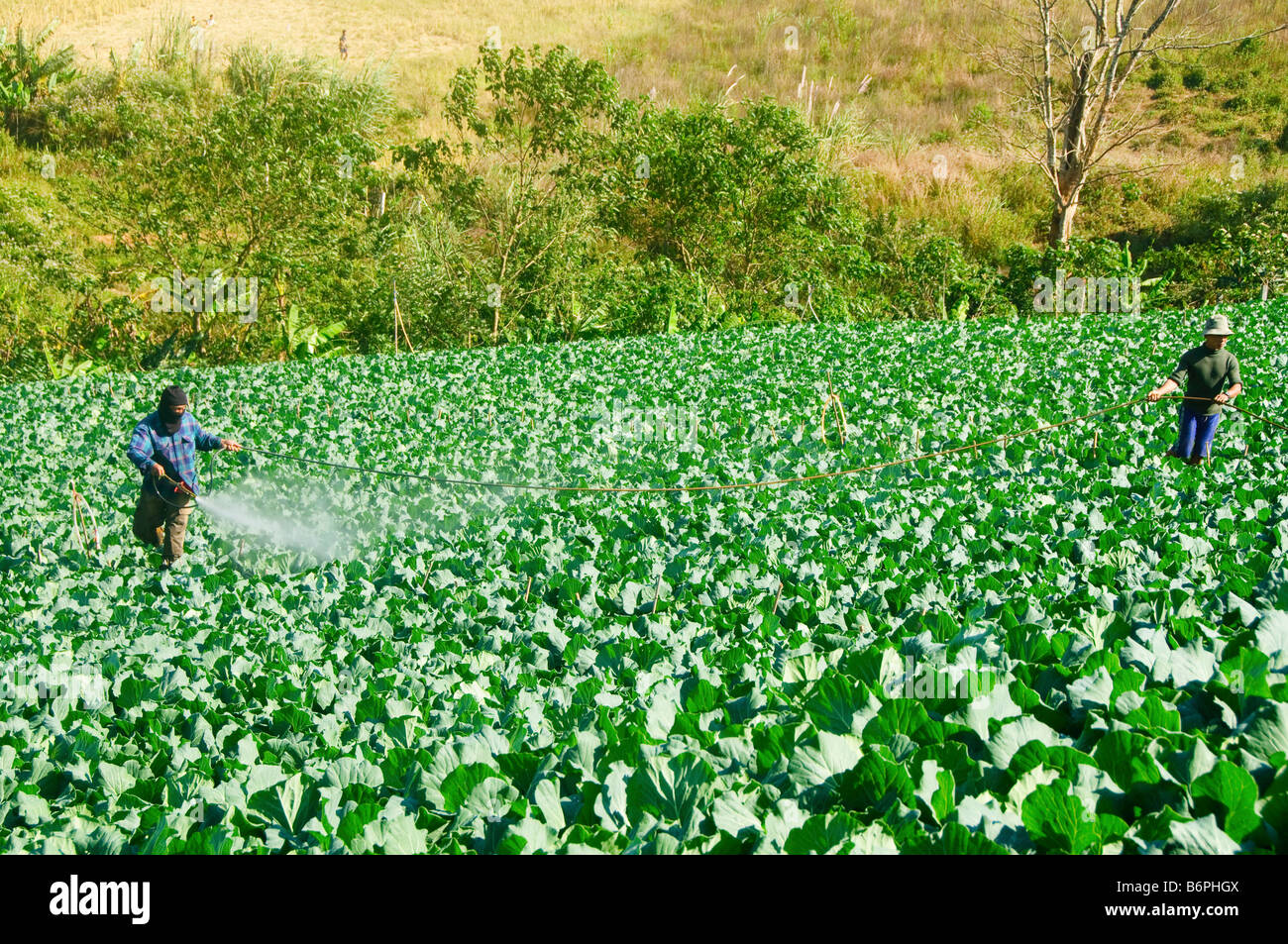 workers spraying chemicals on cabbage patch in northern Thailand Stock ...
