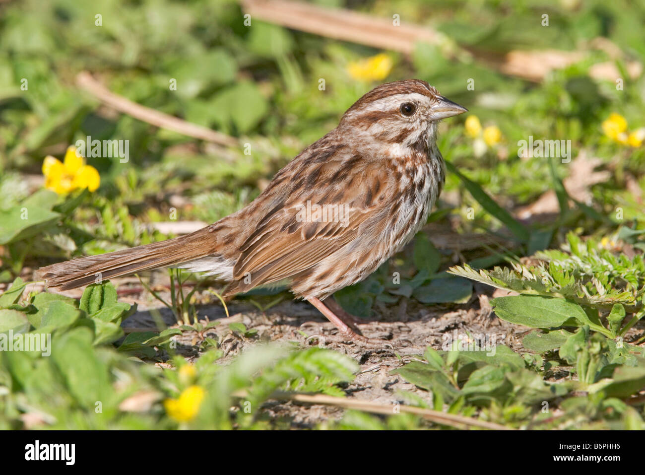 Song Sparrow Melospiza melodia Appleton Chippawa County Minnesota ...