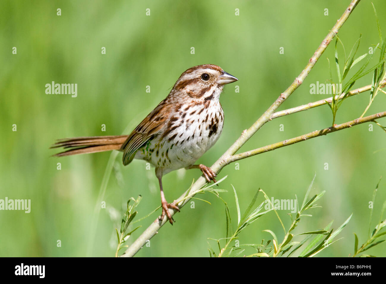 Song Sparrow Melospiza melodia Eden Prairie Hennipen County Minnesota ...