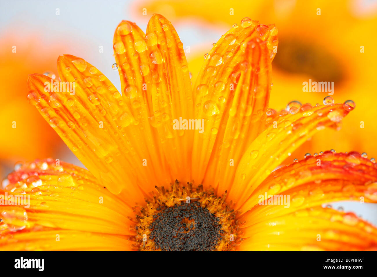Close up rain wet dripping blossom hi-res stock photography and images ...