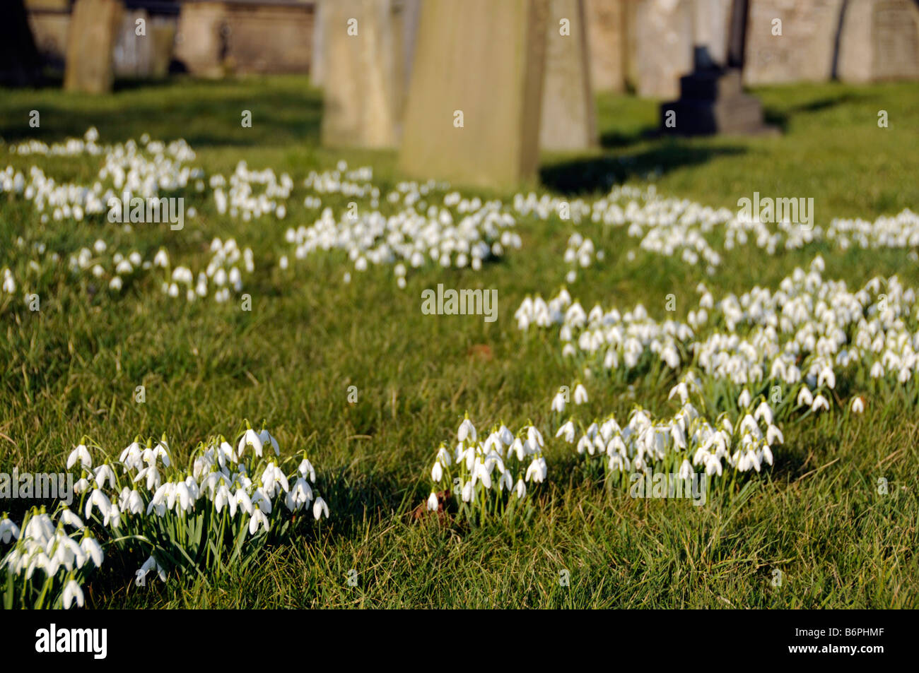 White Snowdrops in a church graveyard Derbyshire Peak District England ...