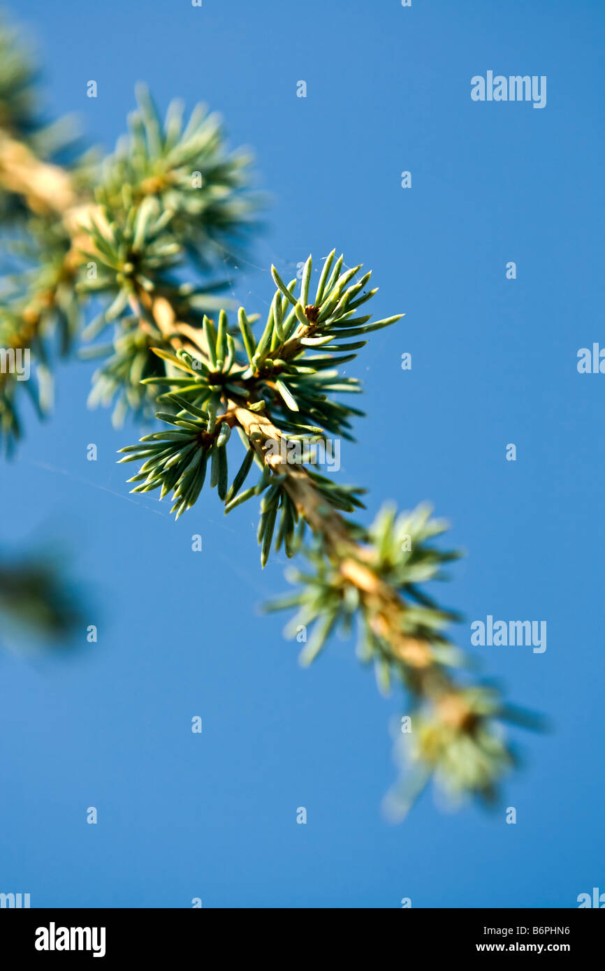 pine tree branch Stock Photo - Alamy